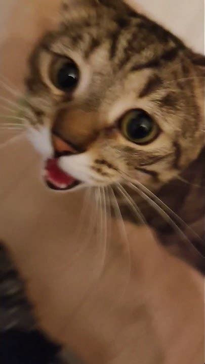 наш котик Дикси #котик #кот#cat #кошки #приколы #мем#животные - YouTube
