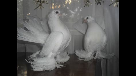 БЕЛЫЕ ОМСКИЕ СТАТНЫЕ ГОЛУБИ PIGEONS TAUBE - YouTube