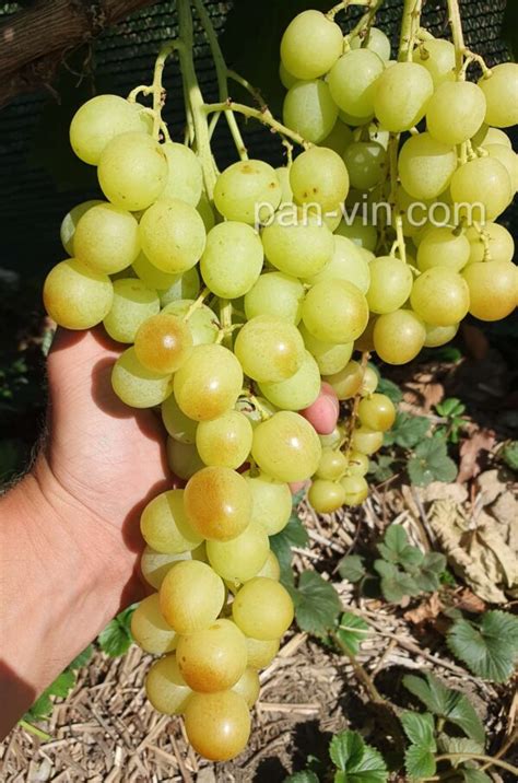 Кишмиш Титан — pan-vin.com