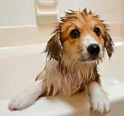 10 Best images about Wet Dogs on Pinterest | Newfoundland, Puppys and ...