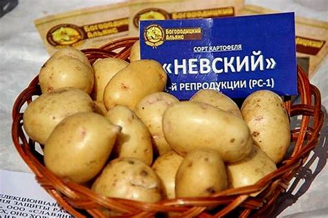 Картофель: 15 самых вкусных и урожайных сортов, с желтой мякотью