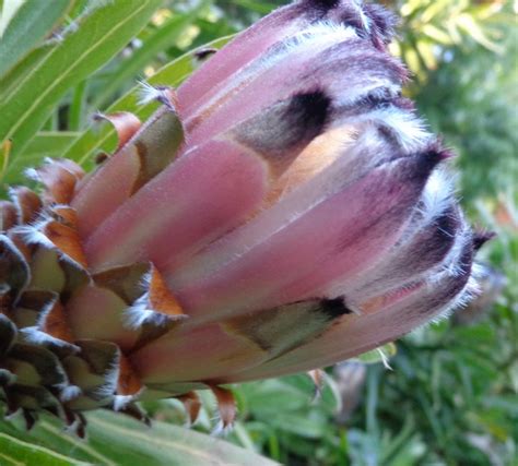 Protea Lepidocarpodendron или Черная Бородатая Протея (семена)