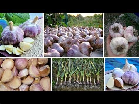 Лучший озимый сорт чеснока – Софиевский! - YouTube
