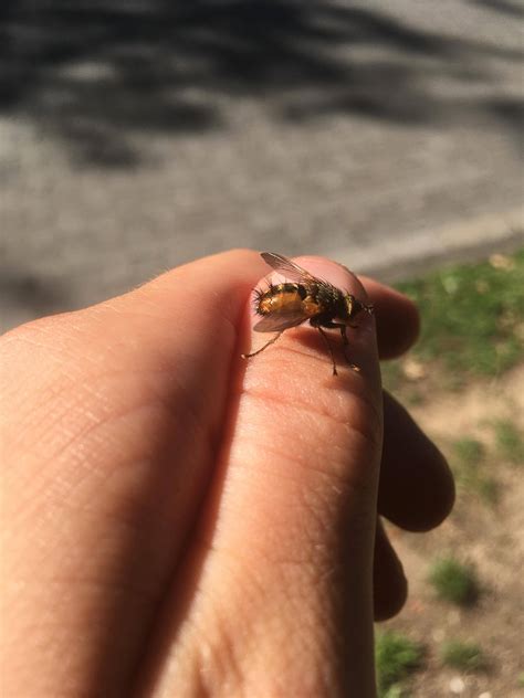 entomology - What species is this golden fly? - Biology Stack Exchange