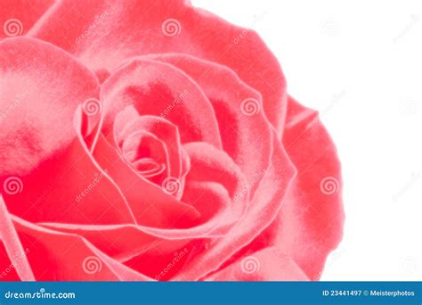 Glowing pink rose stock image. Image of bloom, glowing - 23441497