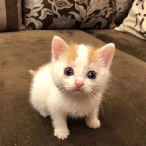 жопичи. Пост со стены. | Котята, Глупые кошки, Кошки и котята