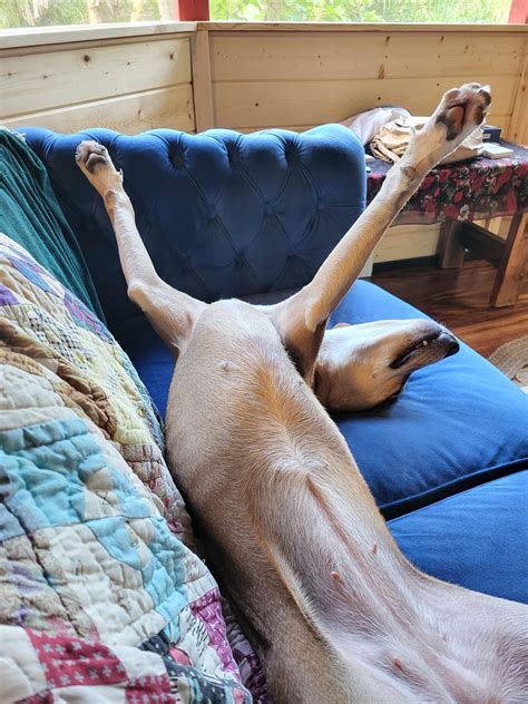 Totally normal sleeping position : r/WhatsWrongWithYourDog