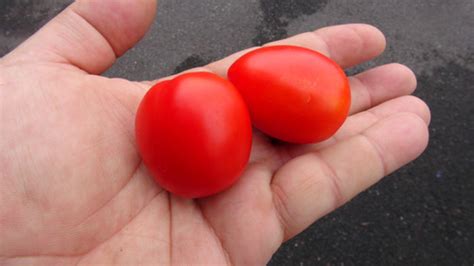 Детский Сладкий сливка Томат | hrseeds