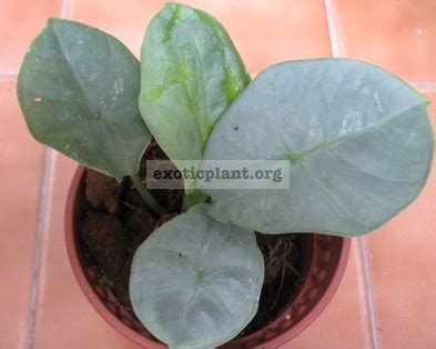 Фотокаталог алоказий для заказа | EXOTIC PLANT Редкие коллекционные ...