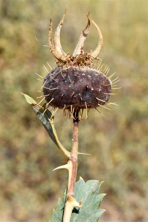 Rosa persica - Изображение особи - Плантариум
