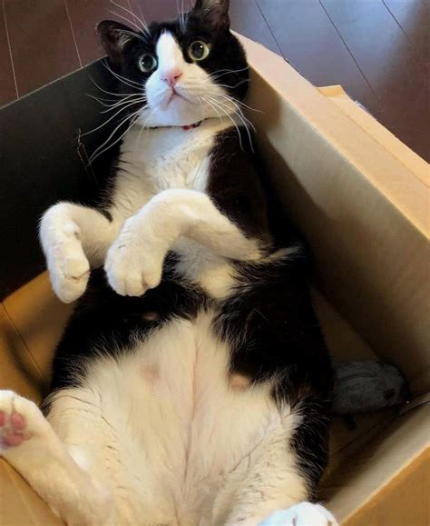 Cat-Cat-Cat — Когда ты обладатель восхитительных пушистых щёчек...