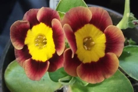 Primula auricula 'Piers Telford Variegated'