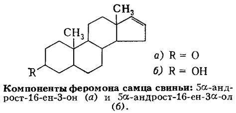 ФЕРОМОНЫ | это... Что такое ФЕРОМОНЫ?