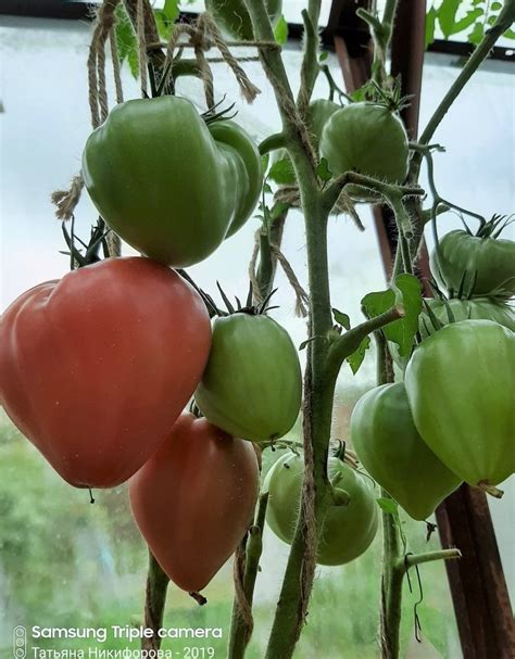 Томат Африканская лиана: описание сорта, ОТЗЫВЫ, фото | tomatland.ru