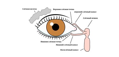 ️ Дакриоцистит. Симптомы, причины и лечение дакриоцистита у ...