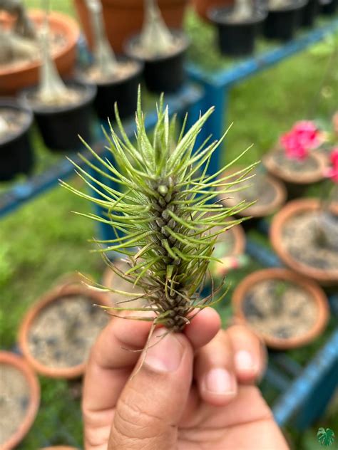 Buy Tillandsia Funckiana - Tillandsia Andreana Online | Peppyflora®