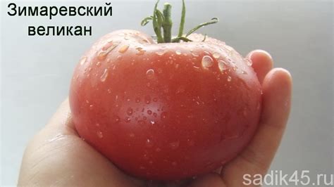 Томат Зимаревский великан: описание сорта, ОТЗЫВЫ (7), фото ...