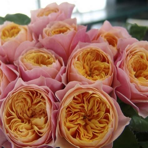 About rose Vuvuzela: description and characteristics of the variety ...
