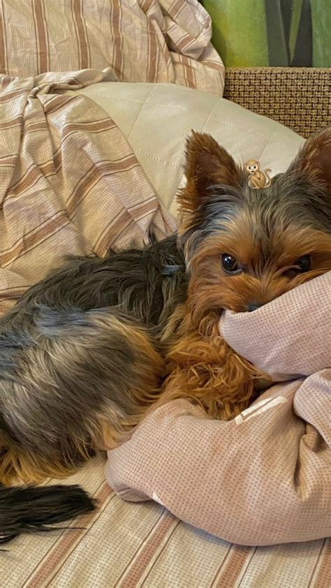 Pin by Sofia on Акварель | Cute dogs, Yorkie dogs, Very cute dogs