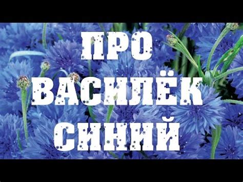 Растение синий василек: фото и ботаническое описание травы ...