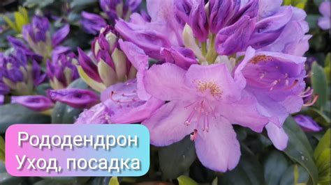 Рододендрон. Посадка, уход, особенности. Морозостойкость и сорта. - YouTube