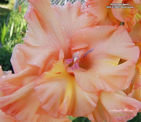 гладиолус Осенний Джаз mirgladiolus.ru © Лазаревич Тамара МИР ГЛАДИОЛУСОВ
