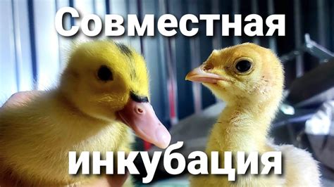 Совместная инкубация индейки и утки. 🦃Индейка Хайбрид Конвертер ...