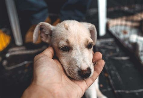 18 Essential Questions to Ask When Adopting a Dog: Don't Miss These ...