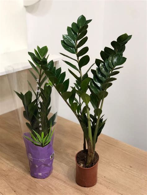 Комнатные растения | Plants, Garden