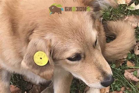 Участие фонда в программе ОСВВ