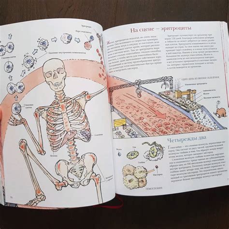Книга: Как мы устроены. Путеводитель по человеческому организму ...