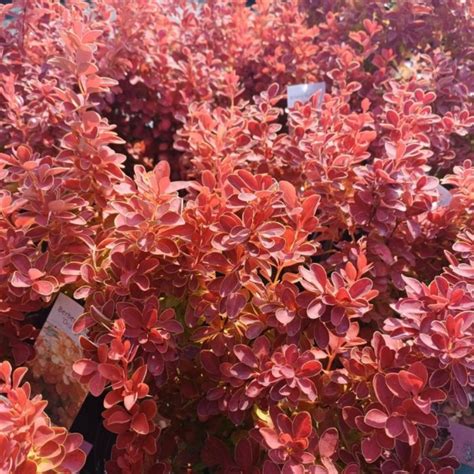 Berberis thunbergii Orange Ice - Dracilă potrocalie
