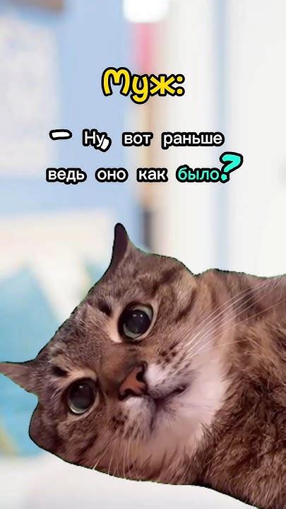 Мемные коты #мемы#мем#юмор#приколы#рек#рекомендации - YouTube