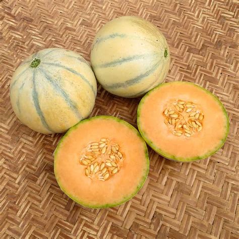 Melon, Charentais Superprécoce Du Roc (Organic) - Adaptive Seeds