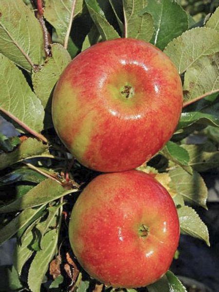 Pommier 'Rhapsodie' - Malus domestica 'Rhapsodie' - Le Jardin du Pic Vert