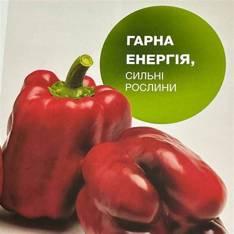 Перець солодкий Крусадер F1 – Розквітай