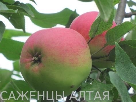 Яблоня " Богатырь"