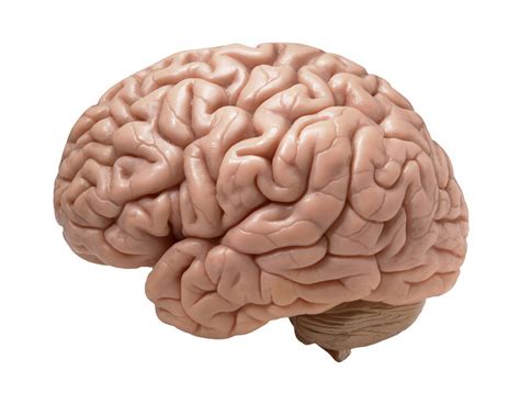 2.7: Psychophysiological Methods in Neuroscience - Social Sci LibreTexts