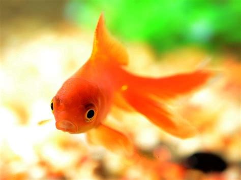 5 Reasons To Get Your Child A Goldfish
