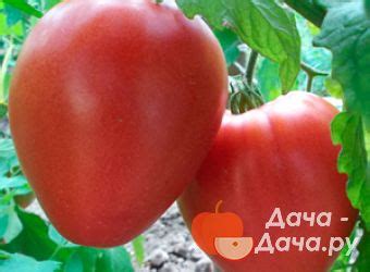 Томат Краса Сибири - описание сорта, отзывы, урожайность - Журнал Совхозик