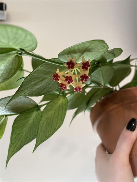 Hoya Polyneura Bloom : r/houseplants