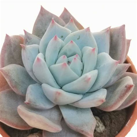 Echeveria 'Blue Bird' 5,5 cm. | Crassulaceae - Giromagi vendita piante ...