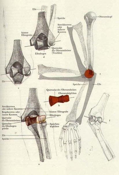 Explore the Art of Anatomical Drawing with Bammes