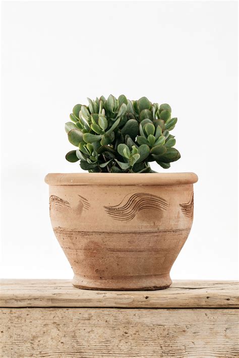 Crassula Succulent 'Bluebird' – The Palms Sydney