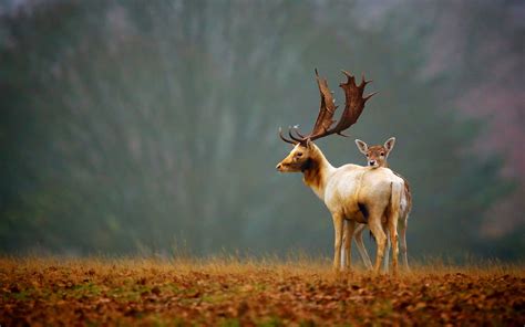 Олень и олененок, National Geographic - HD-фото, редкие фото, красивые ...