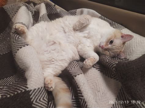 Кот полка