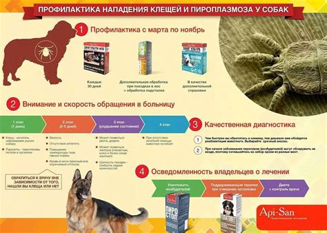 Пироплазмоз у собак: симптомы и лечение в домашних условиях