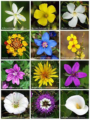 Fleur — Wikipédia