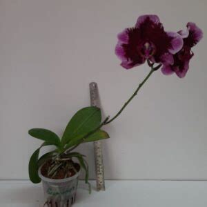 z Out Of Stock: Phal.Summer Breath | Dayaz Orchidarium