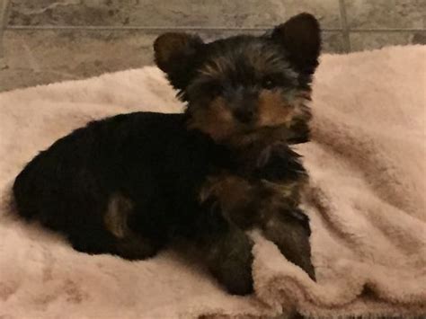 Max | Wiki | Dogs Amino